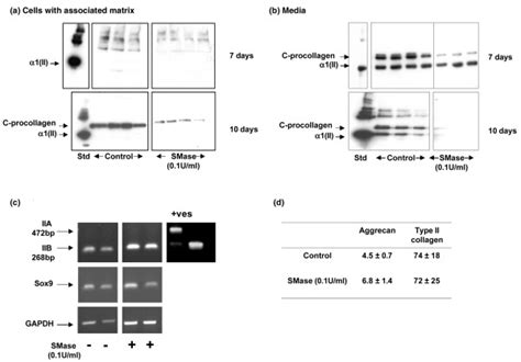 A Differentiated Chondrocyte Phenotype Is Maintained But Download