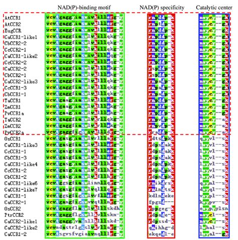Multiple Alignments Of The Nadp Binding Nadp Specificity And Ccr