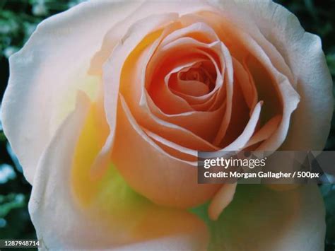 Rose Morgan Photos And Premium High Res Pictures Getty Images