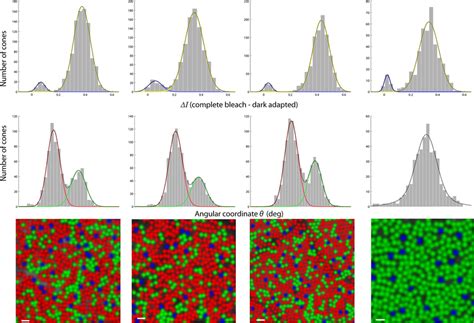 Lms Cone Mosaics In The Retinae Of Human Subjects Each Column