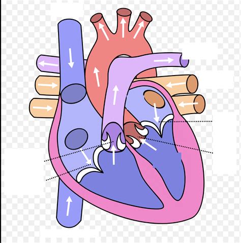 Chapter 3 Diagram Quizlet Chapter 3 Diagram Quizlet