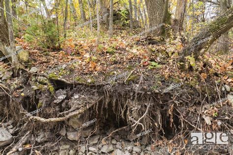 Exposed Tree Roots Caused By Soil Erosion On The Edge Of A River Shoreline Saint Roch De L