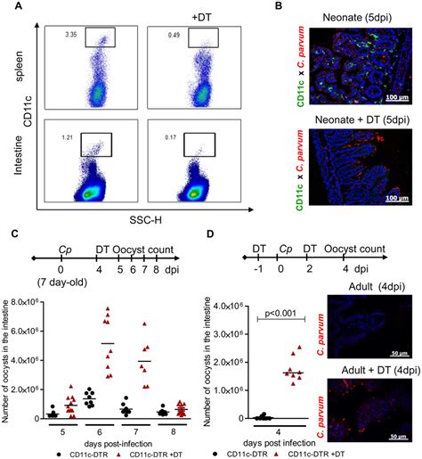 Cd11c Cells Are Necessary For The Control Of C Parvum Infection A