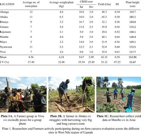 mean cbsd root incidence and severity plant height number and weight