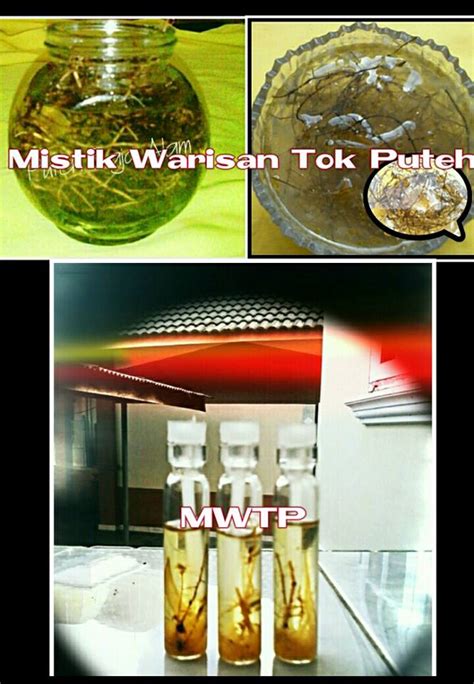 Minyak Akar Buluh Perindu Sri Puteri 7 Beradik Mistik Warisan Tok Puteh