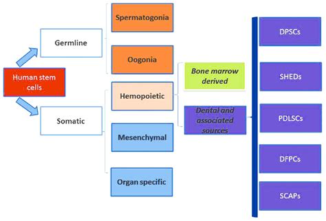 The Lineage Of Stem Cells In The Human Download Scientific Diagram
