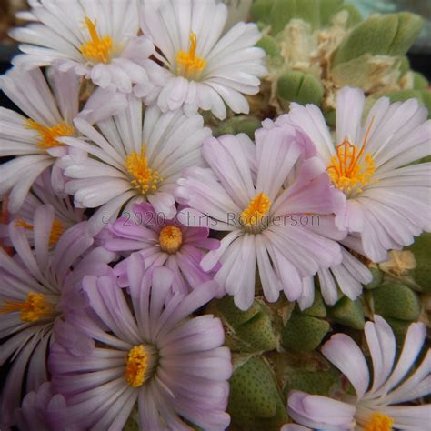 Marginatum Sspnova Evj23727