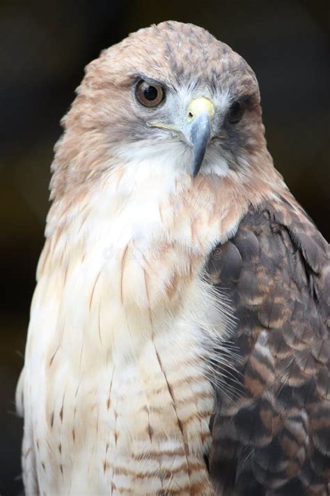 Red Tailed Hawk Close Up Stock Image Image Of Nature 10320635