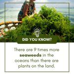 What Does Seaweed Taste Like And How Is It Used In Cooking