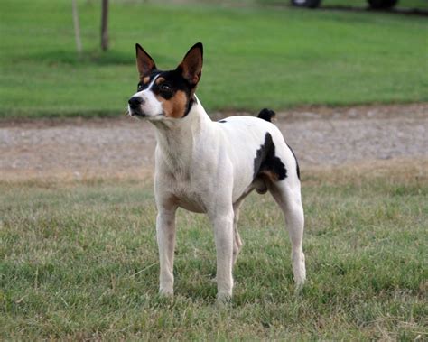 Rat Terriers As Hunting Dogs History Traits And Training