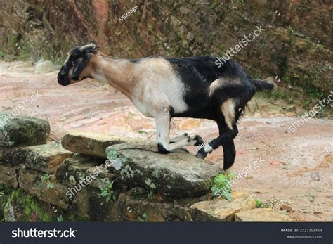 Goat Front Legs 89 Ảnh Vector Và Hình Chụp Có Sẵn Shutterstock