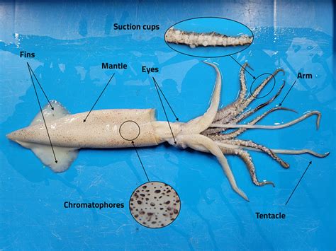 Free Squid Dissection Worksheet Download Free Squid Dissection Worksheet Png Images Free