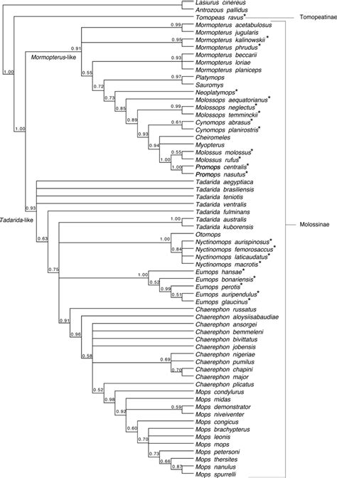 Results Of A Bayesian Analysis Of Four Runs With 8 Million Generations