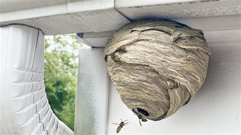 Uncover A Homes Hidden Invaders Zillow