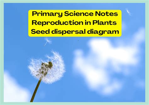 Reproduction In Plants Seed Dispersal Methods And Diagrams