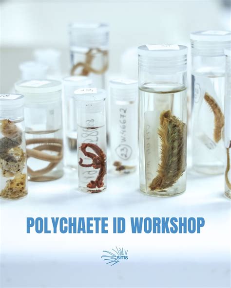 Polychaete Identification Workshop At Sims Earlier This Month Sims Hosted A Hands On Polychaete