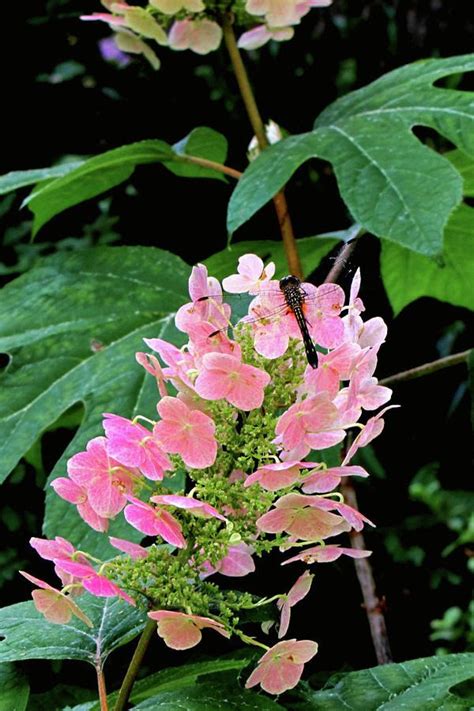 Oakleaf Hydrangea And Beautiful Blue Salvia Kathy39s Oakland Walks