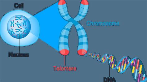 What Is A Trophic Level Understanding Natures Energy Pyramid
