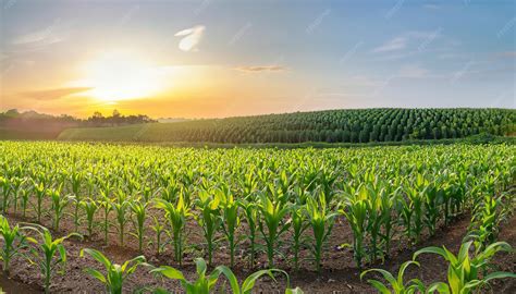 365 Vista Panorâmica Da Plantação De Milho Jovem Com Fundo Do Nascer Do