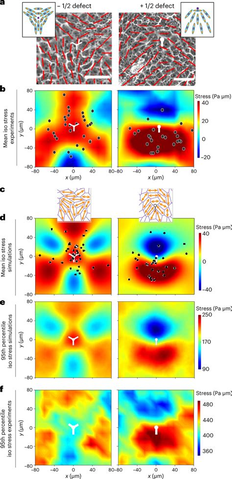 Hole Formation Is Triggered By Tensile Stresses Around Topological