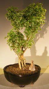 Ming Aralia Bonsai Tree Variegatedpolyscais Fruticosa