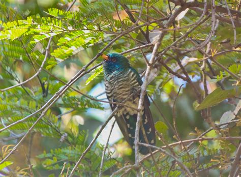Thailand Trip Report Jan 2025 Eagle Eye Tours