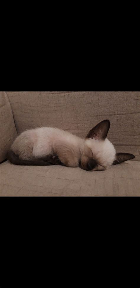 Sexing My New Kitten Thecatsite