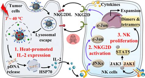 Magnetic Manipulated Nk Cell Proliferation And Activation Enhance