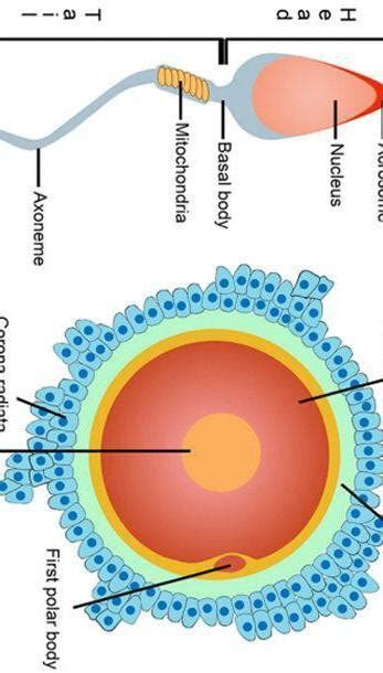 Explain Process Of Fertilisation In Human Being With Flow Chart