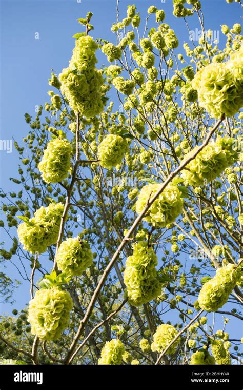 Tree Elm Identification At Melissa Kovacs Blog