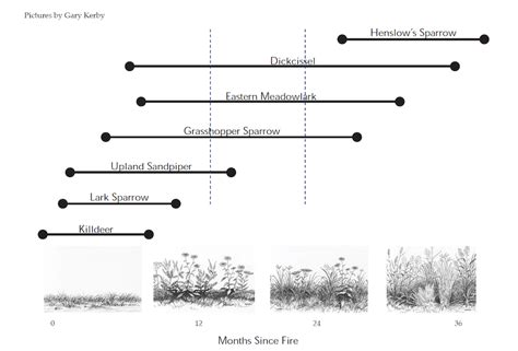Patch Burn Grazing The Prairie Project