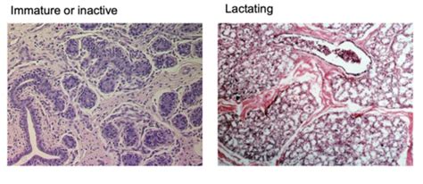 Pathogenesis Of Mastitis Flashcards Quizlet