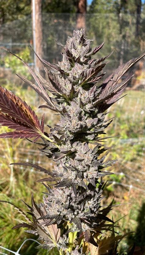 Beef Stix Breadstix 5 X Kobe Beef Bx3 Staefli Farms