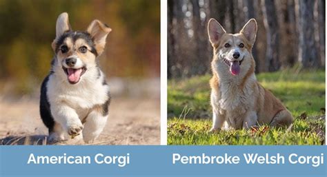 American Corgi Vs Pembroke Welsh Corgi Breed Comparison With Pictures