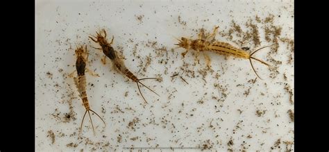 Trout Week Bug Day Chitin And Color Choice Flylords Mag