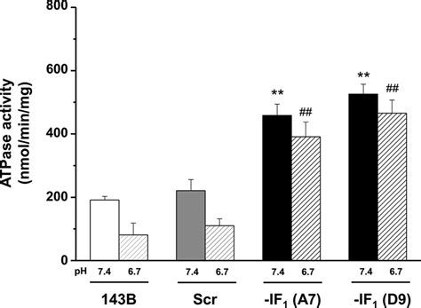 Oligomycin Sensitive Atp Hydrolysis Activity In If 1 Depleted Cells