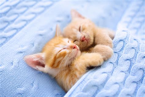 Cute Pictures Of Animals Sleeping At Donna Lucero Blog