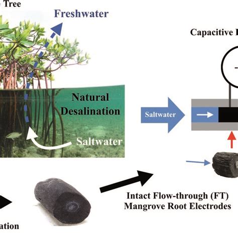 Intact Mangrove Root Electrodes For Desalination Through Flow Through Download Scientific