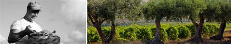 Il Passo Verde Bio Sicilia Igp 2022 Vigneti Zabù Flaschenpost