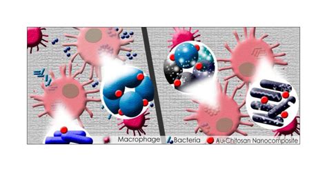 Bactericidal Effect Of Goldchitosan Nanocomposites In Coculture Models Of Pathogenic Bacteria