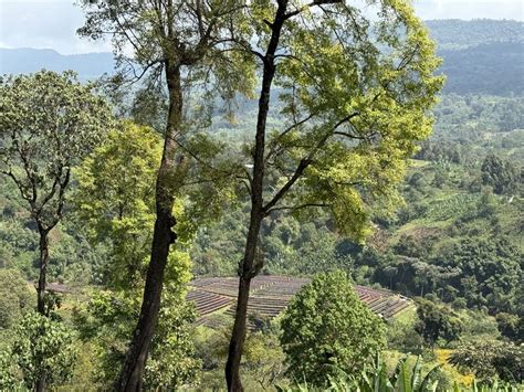 Faysel Abdosh On Linkedin The Beautiful Landscape In Sidama Gara Sole