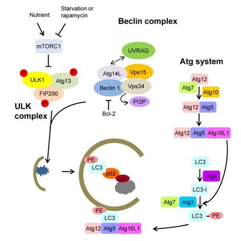 Steps Of Autophagy Induction And Autophagosome Formation Mammalian
