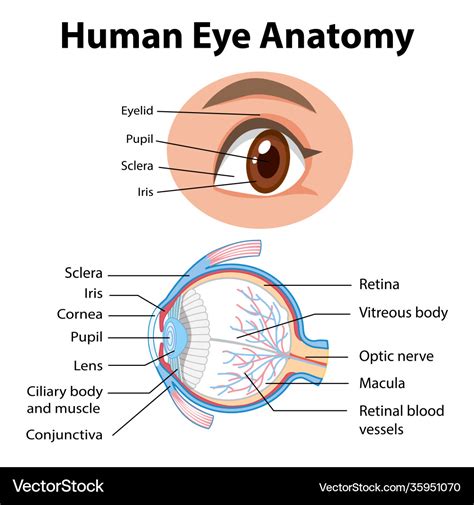 labelled diagram of the eye and their functions