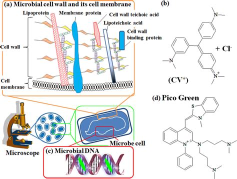 Detection Reagent Of Microbes A Schematic Diagrams Of The Microbial