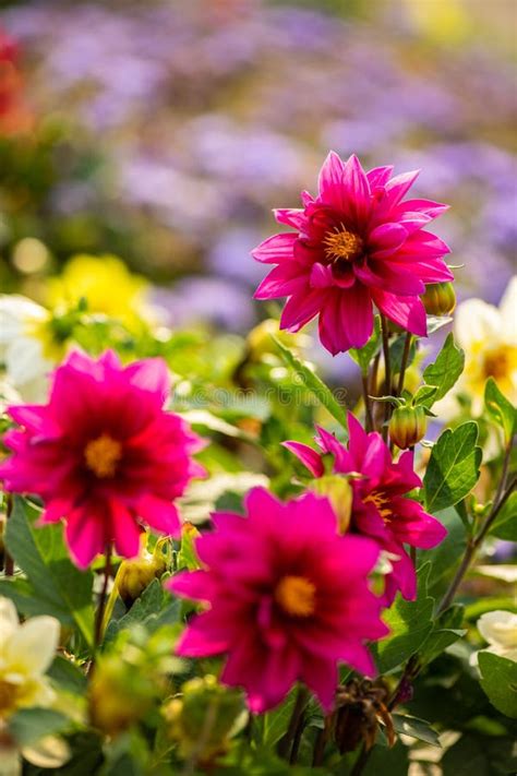 Summer Flowers Sunny Day Nature Flora Beauty Stock Image Image Of