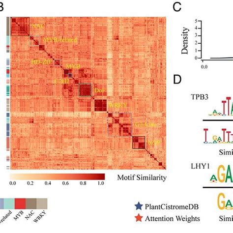 Association Of Attention Weights And Tf Binding Motifs Revealed By