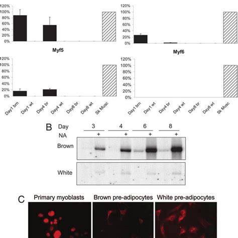Expression Of Established And Novel Adipocyte Marker Genes In Brown