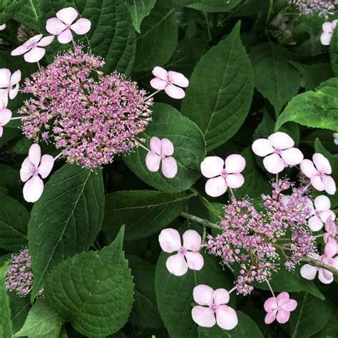 Mountain Hydrangea Hydrangea Serrata — Plant And Bloom Design Studio