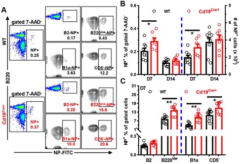 Altered Phenotype And Enhanced Antibody Producing Ability Of Peripheral