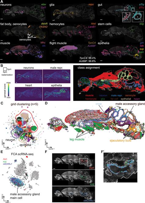 Spatial Transcriptomics In The Adult Drosophila Brain And Body Pmc